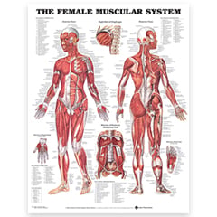 Peter Bachin Charts – School Nurse Supply