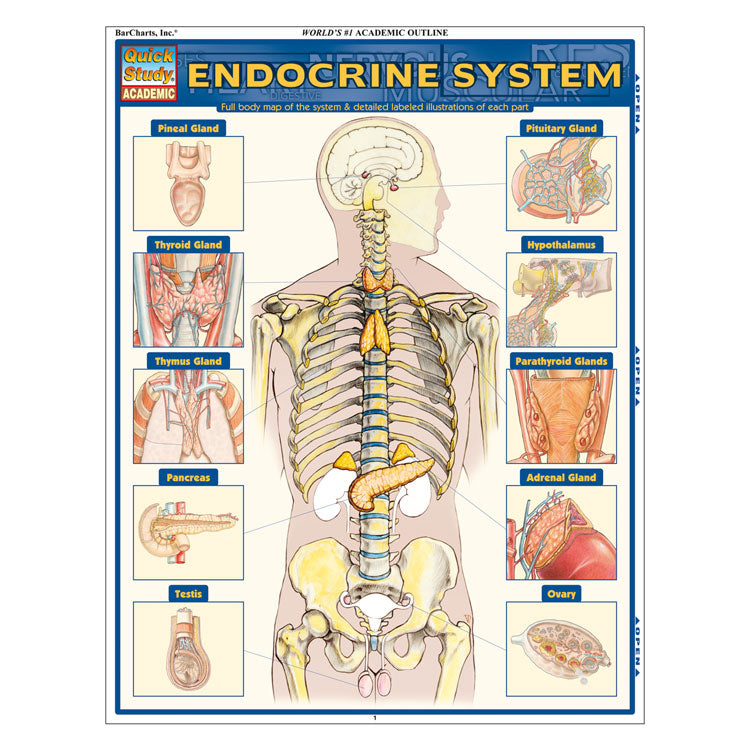 QuickStudy Laminated Reference Guides - Endocrine System – School Nurse ...