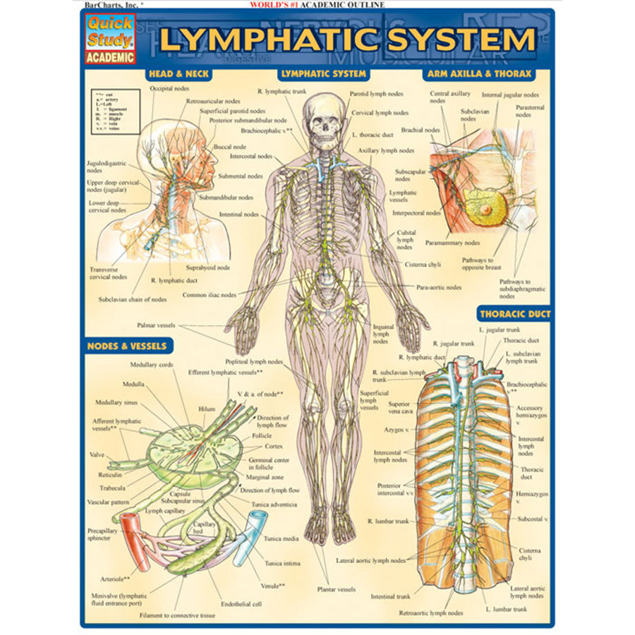 QuickStudy Laminated Reference Guides - Lymphatic System – School Nurse ...